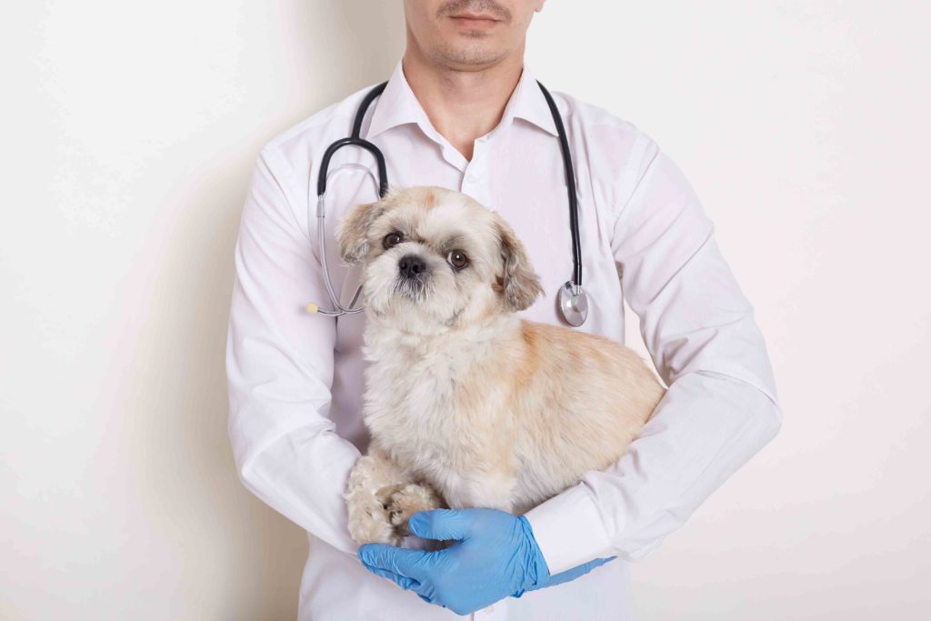 Doctor Of Veterinary Medicine Southwestern University PHINMA Doctor Of Veterinary Medicine Southwestern University PHINMA